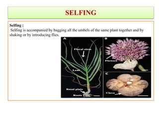 Floral biology of garlic and onion | PPT