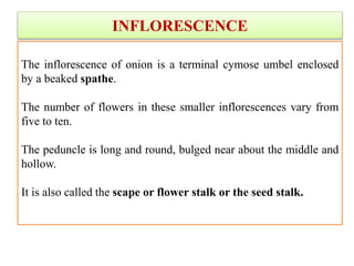 Umbel Inflorescence In Onion