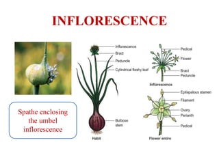Umbel Inflorescence In Onion