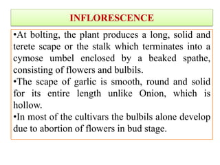 Umbel Inflorescence In Onion