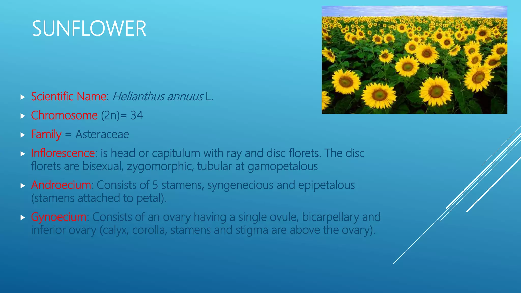 Floral biology of oil seed crops | PPTX