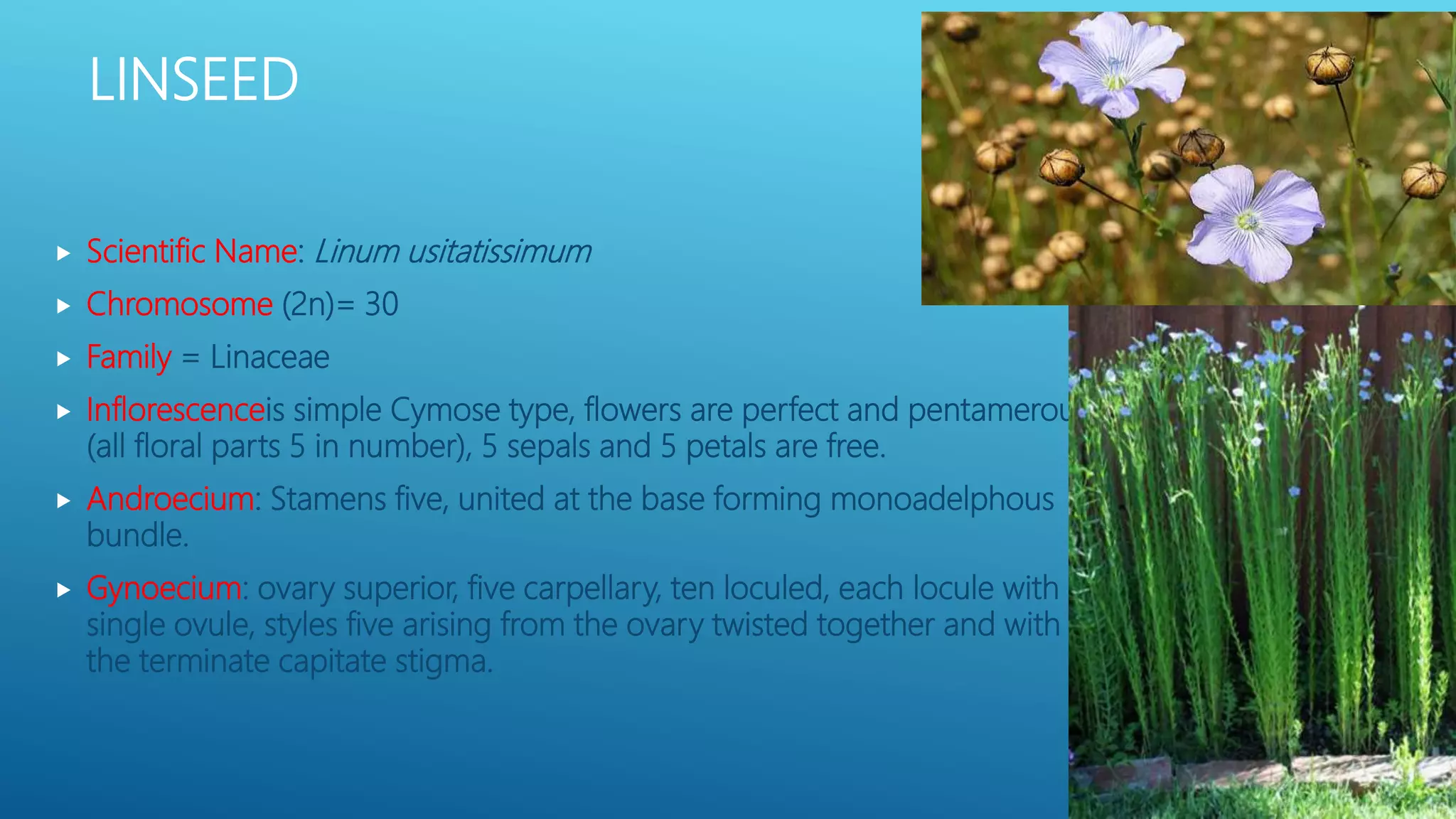 Floral biology of oil seed crops | PPTX