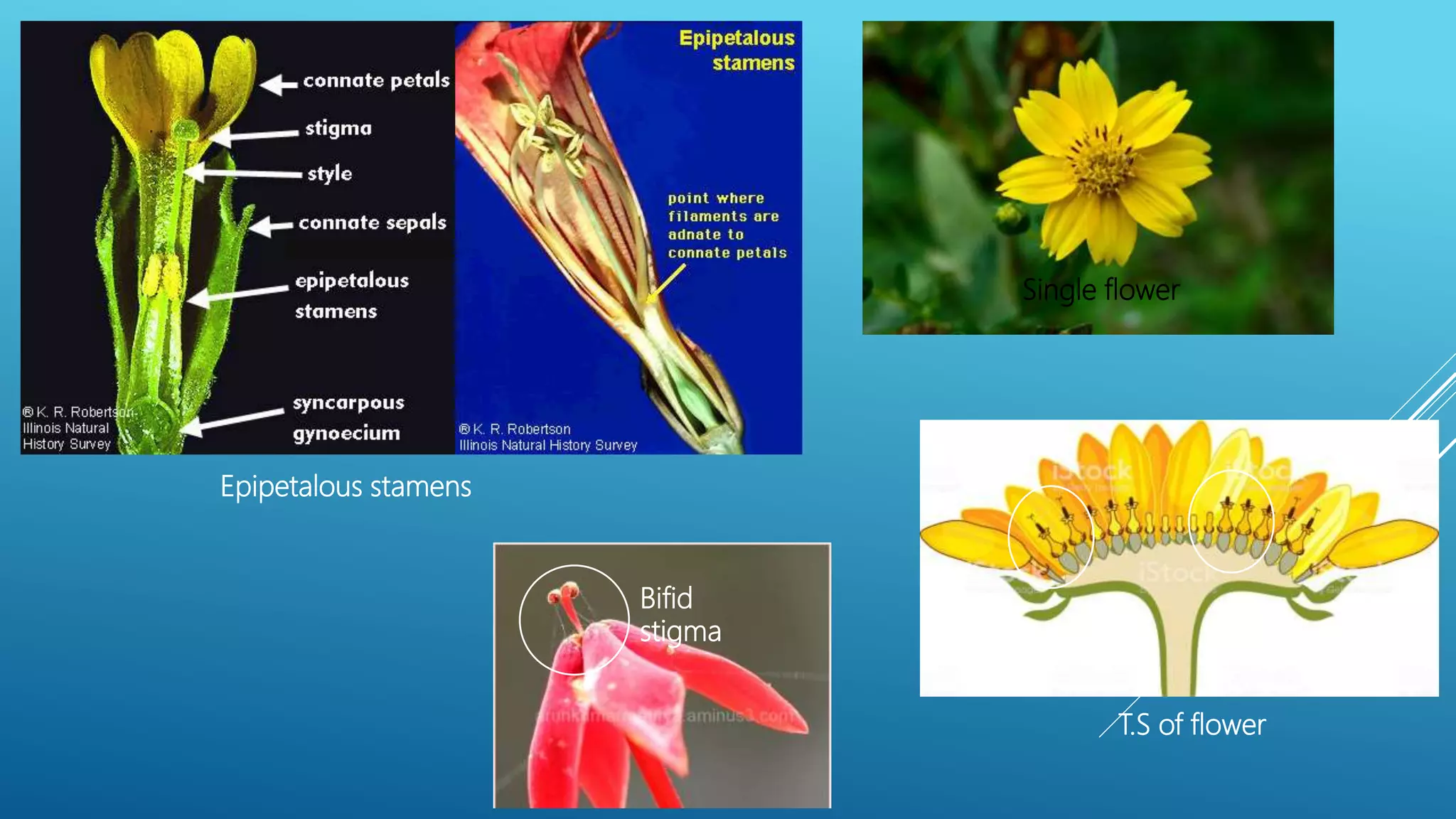 Floral biology of oil seed crops | PPTX
