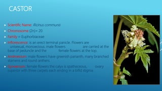 Floral biology of oil seed crops | PPTX