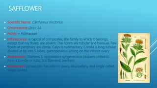 Floral biology of oil seed crops | PPTX