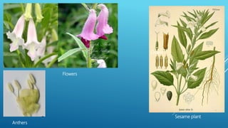Floral biology of oil seed crops | PPTX