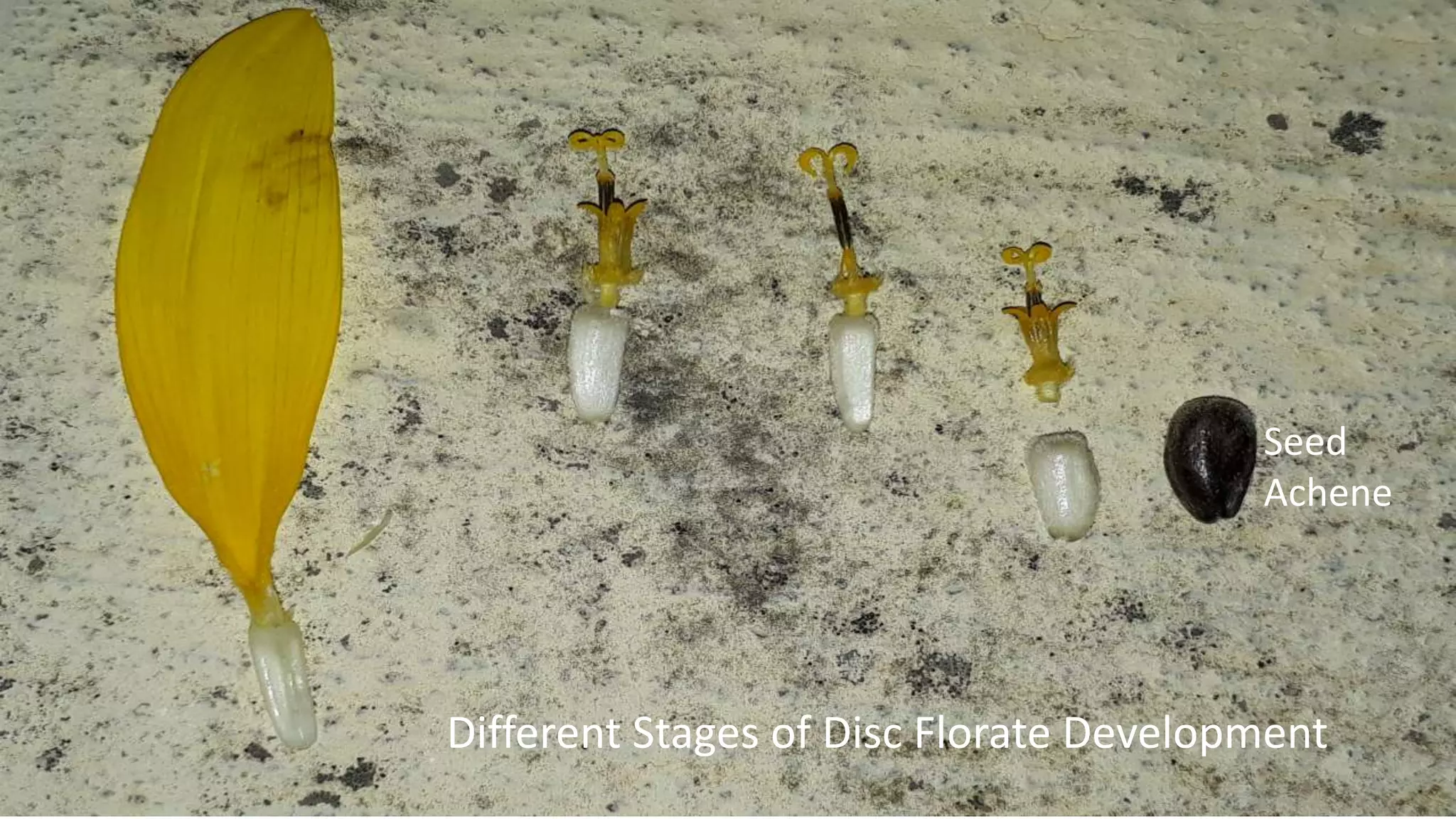 Floral biology of sunflower | PPTX