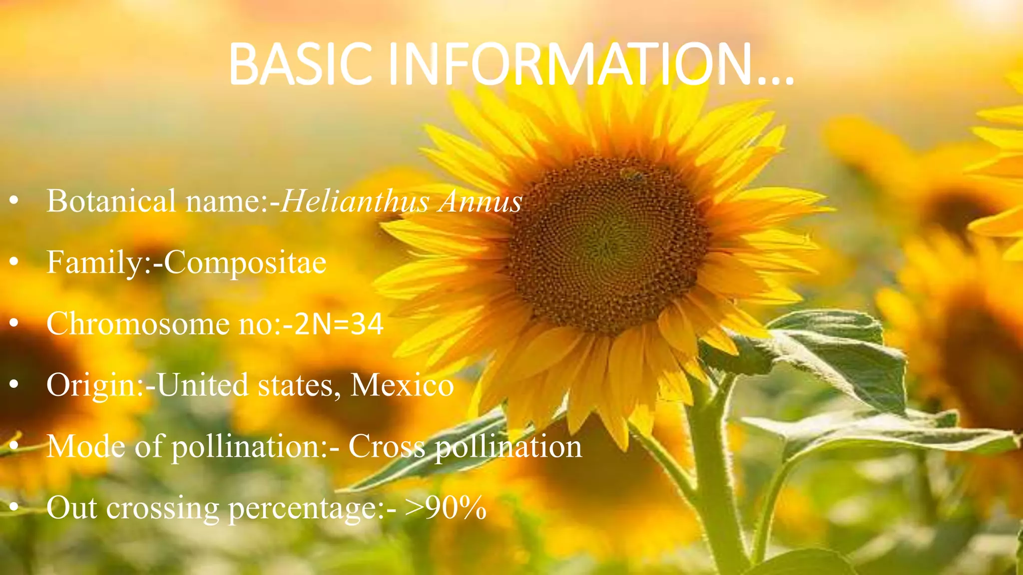 Floral biology of sunflower | PPTX