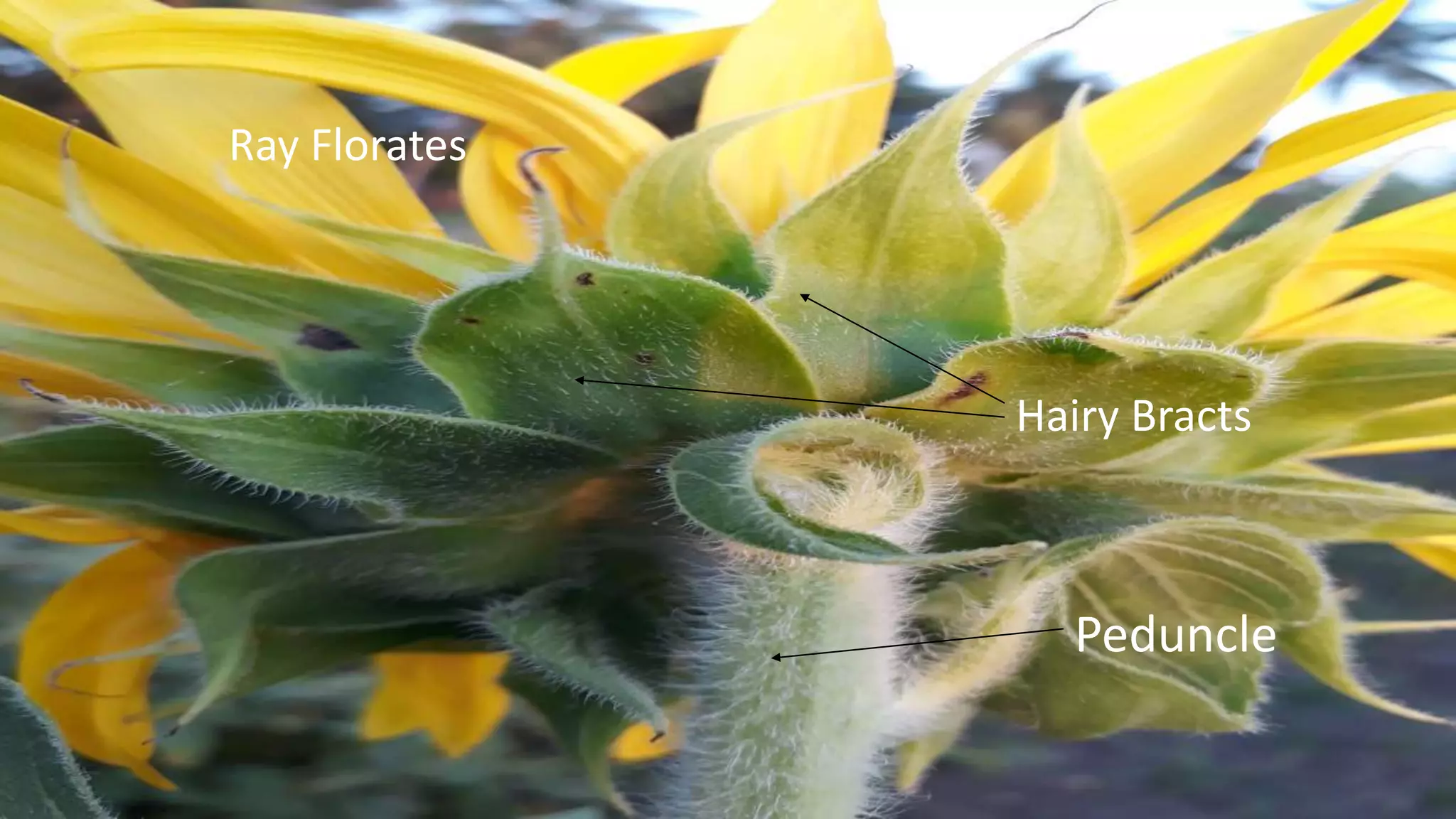 Floral biology of sunflower | PPTX