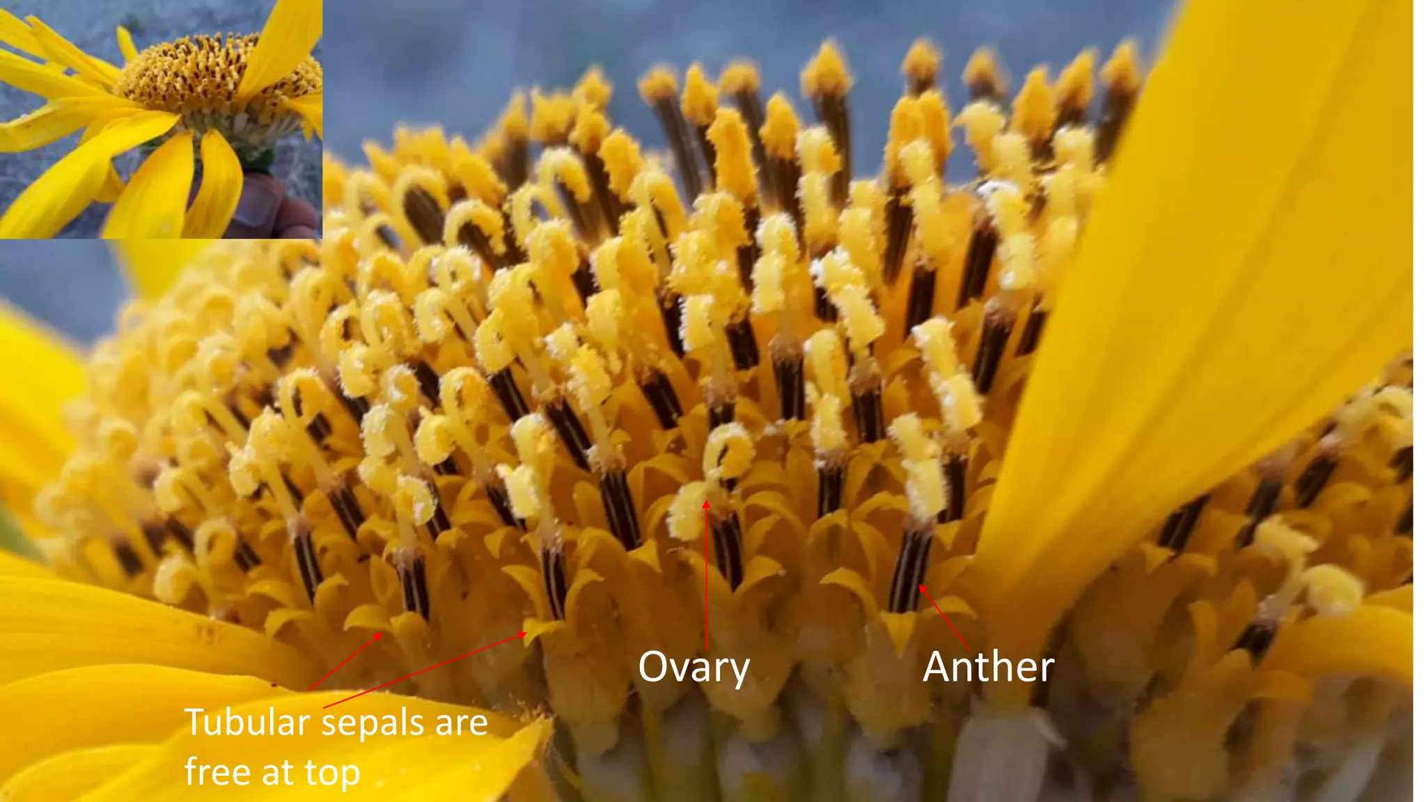 Floral biology of sunflower | PPTX