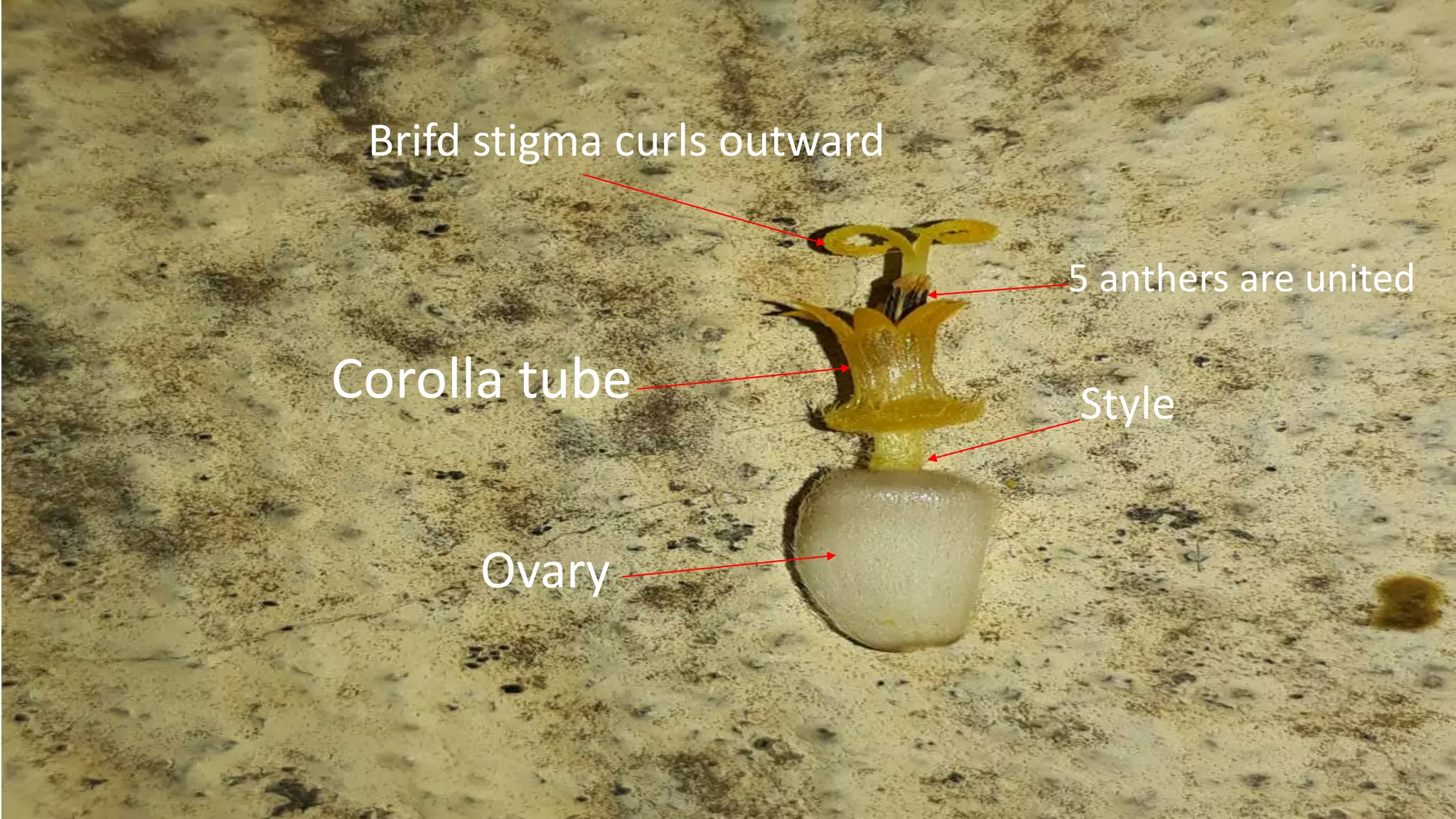 Floral biology of sunflower | PPTX