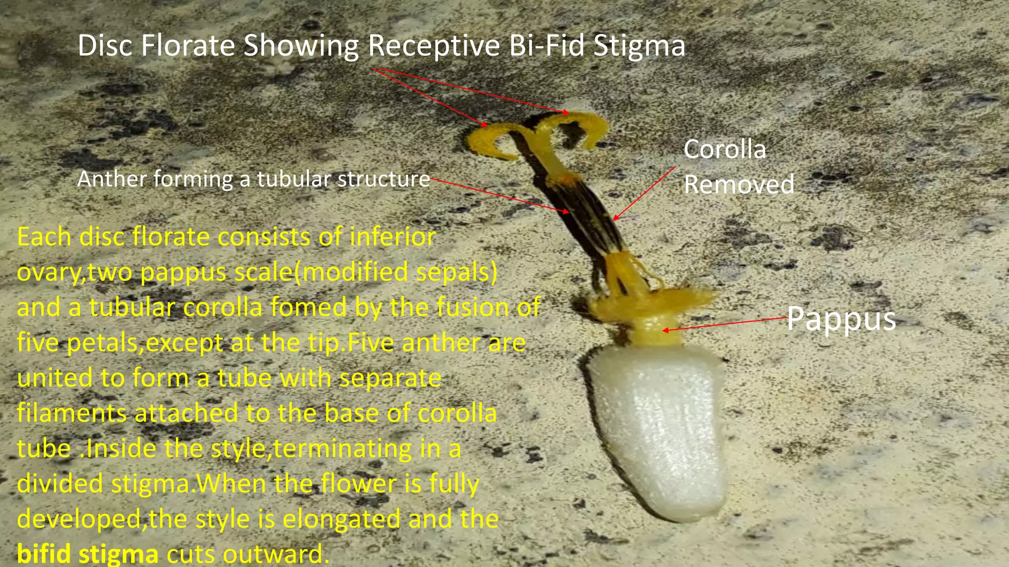 Floral biology of sunflower | PPTX