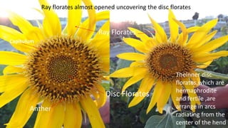 Floral biology of sunflower | PPTX