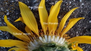 Floral biology of sunflower | PPTX