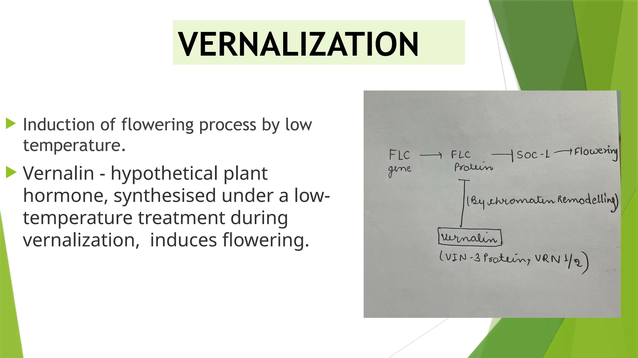 Floral evocation...........................pptx
