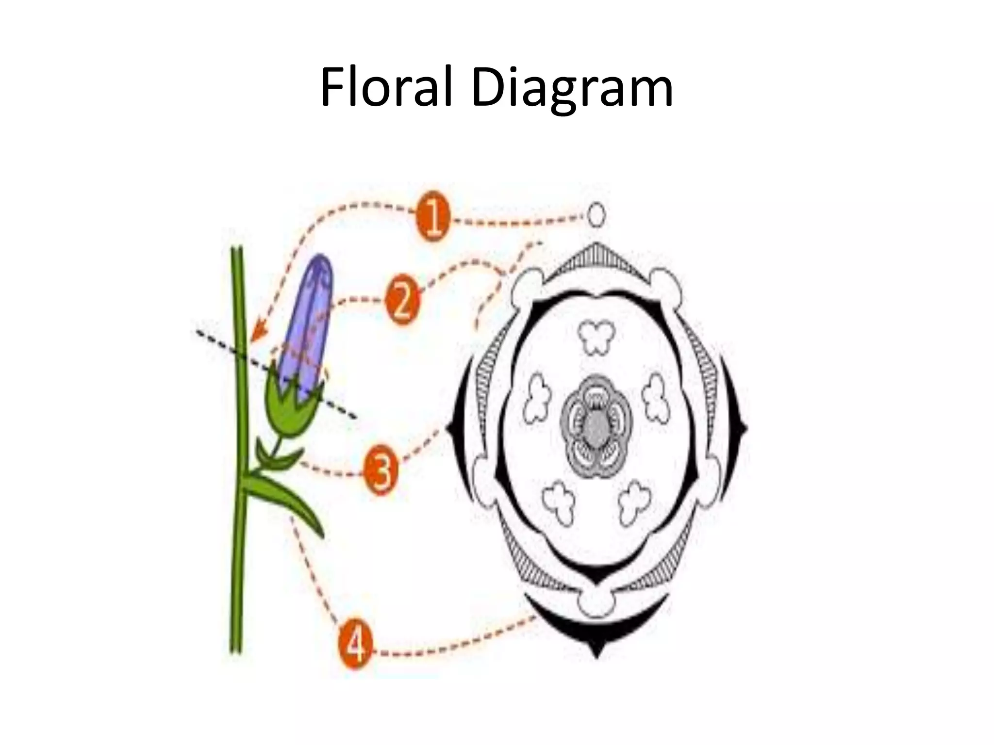 Floral formula and floral diagram | PPTX