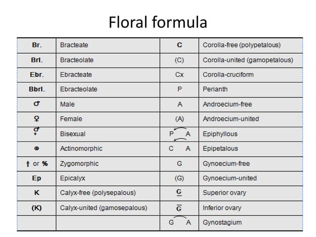 Floral formula and floral diagram | PPT