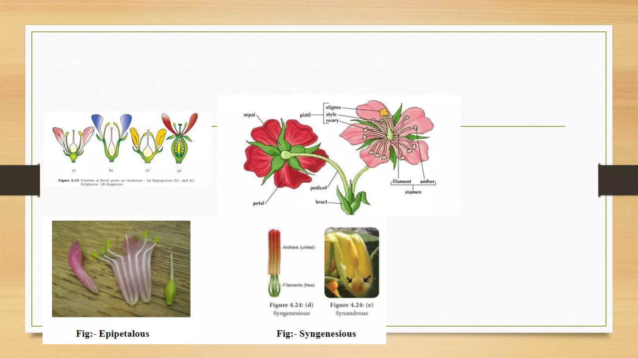 Floral formula and floral diagram | PPTX