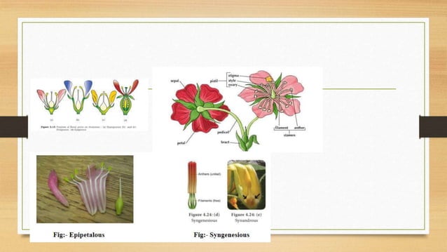 Floral formula and floral diagram | PPTX