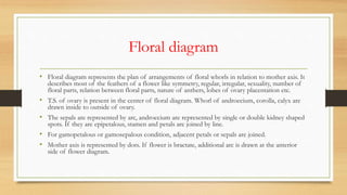 Floral formula and floral diagram | PPTX