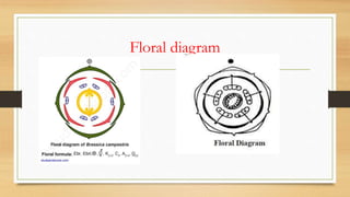 Floral formula and floral diagram | PPTX
