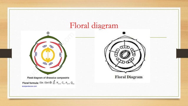 Floral formula and floral diagram