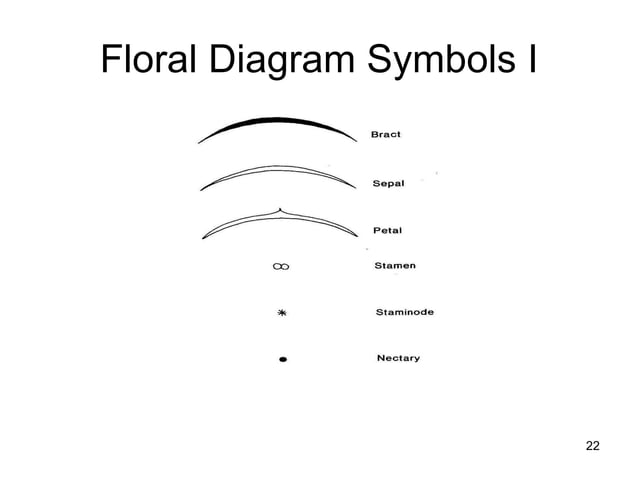 Floral formulas and diagrams | PPT | Flower Shopping | Shopping