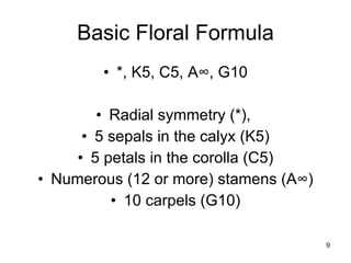 Floral formulas and diagrams | PPT