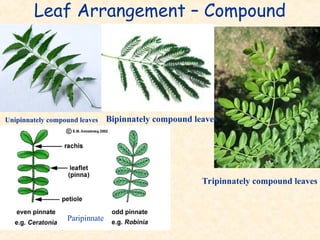 Floral Identification:Morphological Characteristics of Asclepiadaceae ...