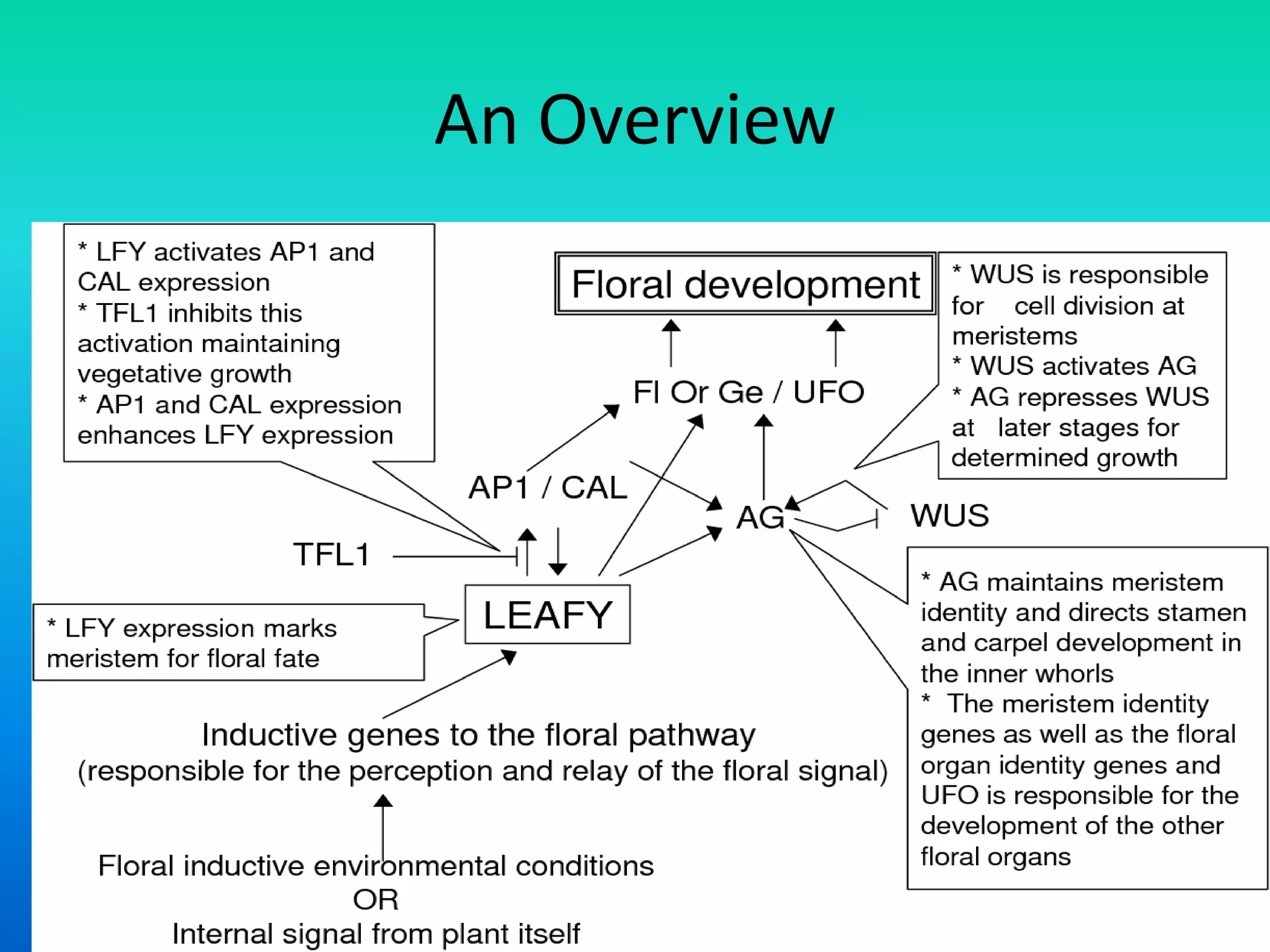 Floral induction | PDF