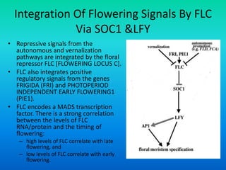 Floral induction | PDF