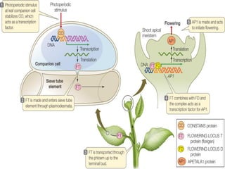 Floral induction | PDF
