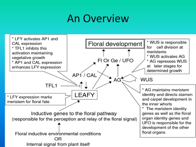 Floral induction | PDF
