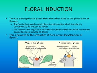Floral induction | PDF