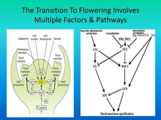 Floral induction | PDF