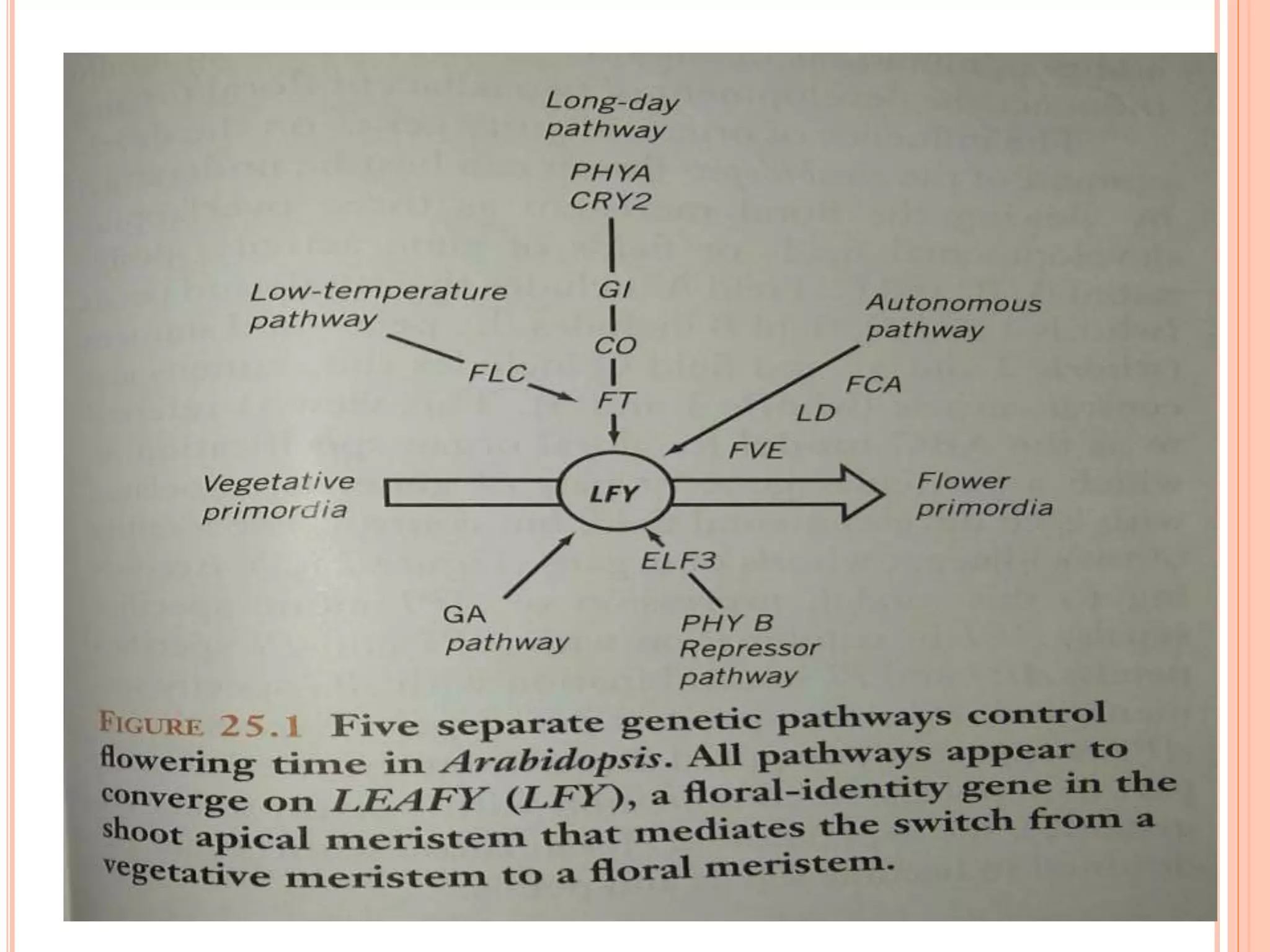 Floral induction and development genetic and molecular analysis | PPTX