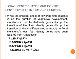 Floral induction and development genetic and molecular analysis | PPTX
