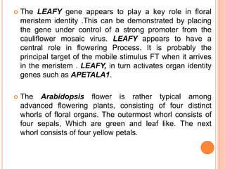 Floral induction and development genetic and molecular analysis | PPTX