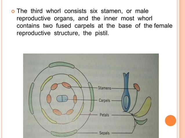 Floral induction and development genetic and molecular analysis | PPTX ...