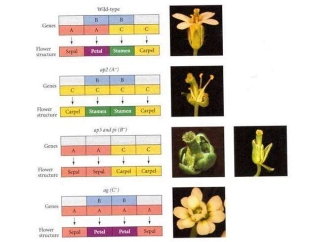 Floral induction and development genetic and molecular analysis | PPTX ...