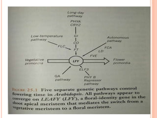 Floral induction and development genetic and molecular analysis | PPTX