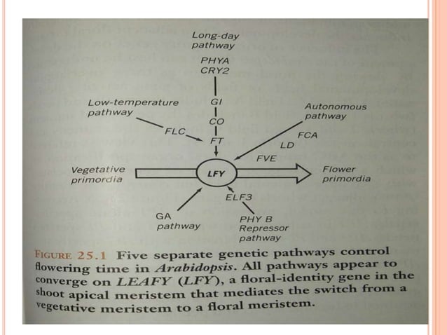 Floral induction and development genetic and molecular analysis | PPTX ...