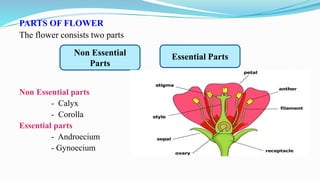 Floral parts | PPTX