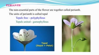 Floral parts | PPTX | Gardening | Home & Garden
