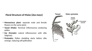 Floral Structure, Breeding and Pollination Mechanism in Cross ...