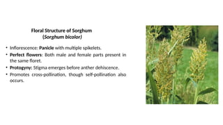 Floral Structure, Breeding and Pollination Mechanism in Cross ...