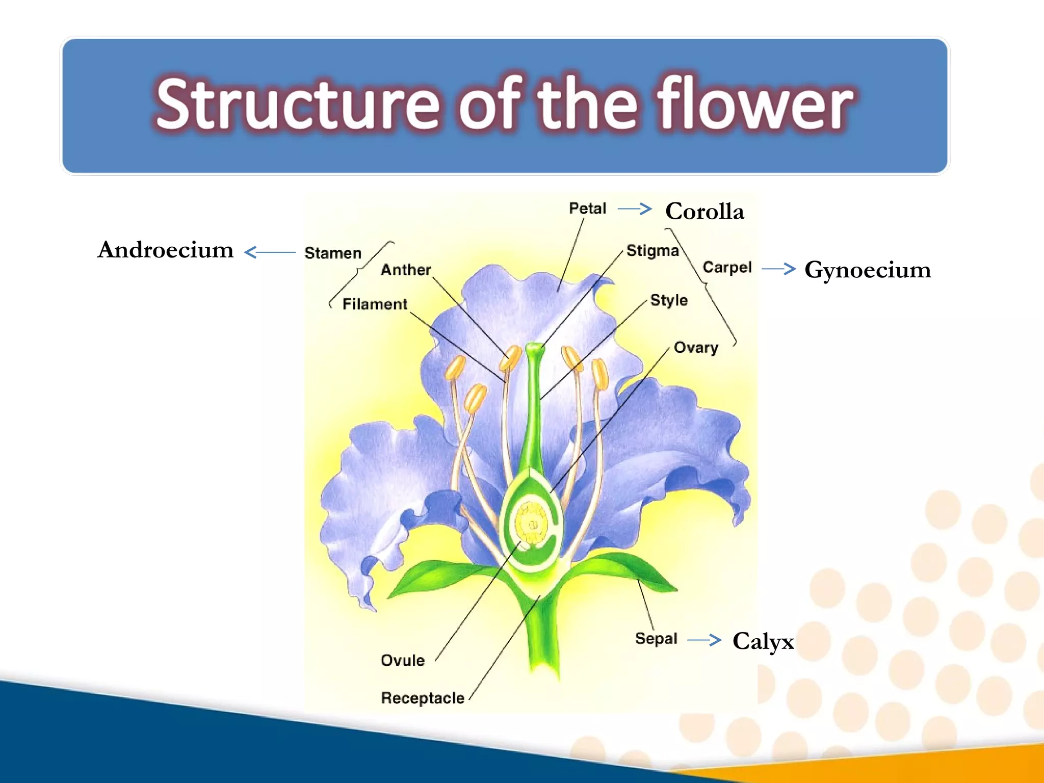 Structure of the flower | PPT
