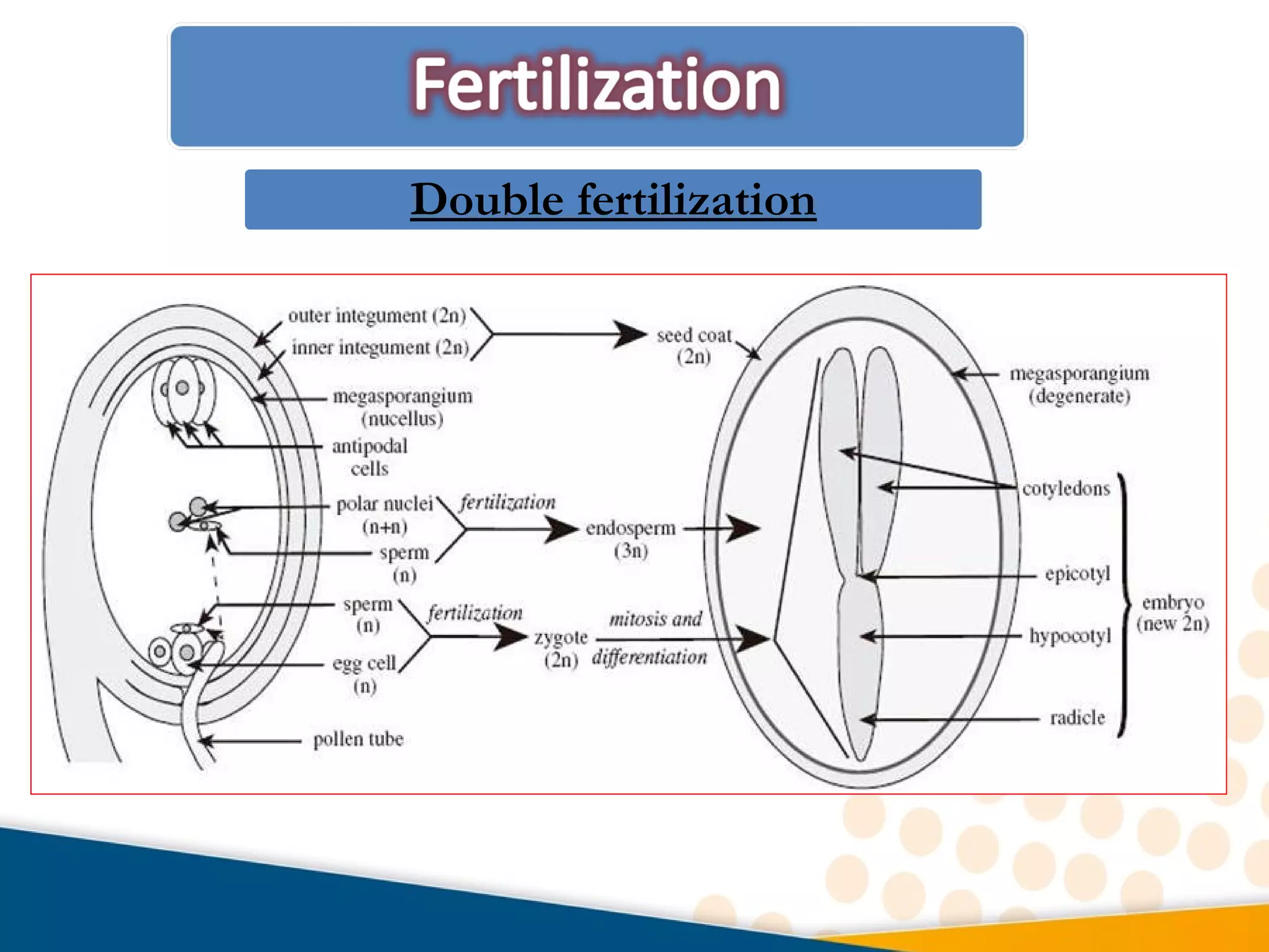 Structure of the flower | PPT