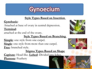 Structure of the flower | PPT