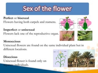 Structure of the flower | PPT
